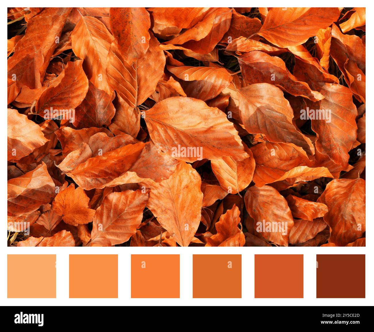 Shades of fall. Picture of autumn leaves and matching color palette ...