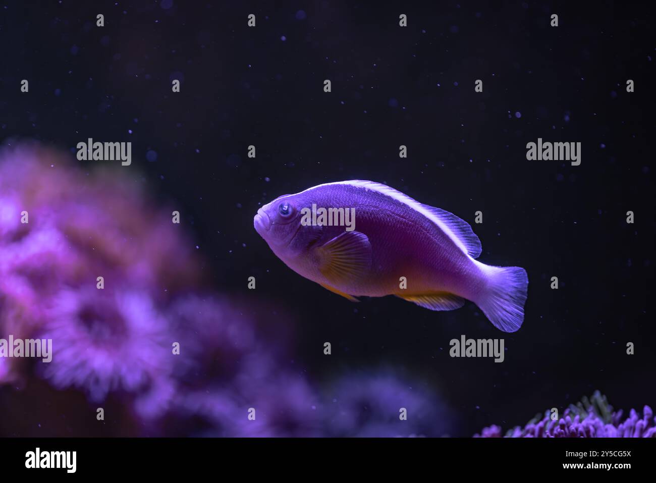 Small fish in an aquarium in captivity Stock Photo - Alamy