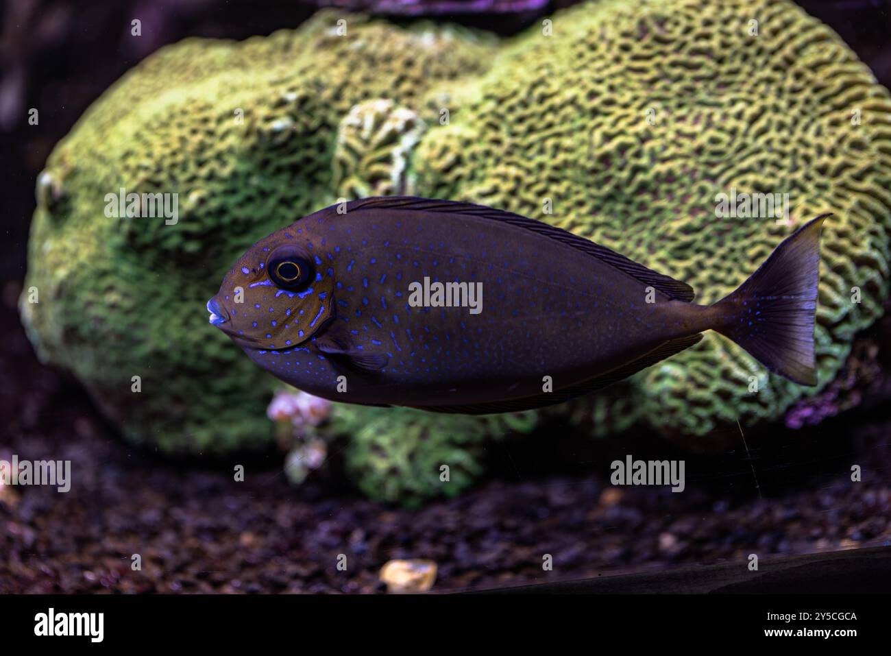 Small fish in an aquarium in captivity Stock Photo - Alamy