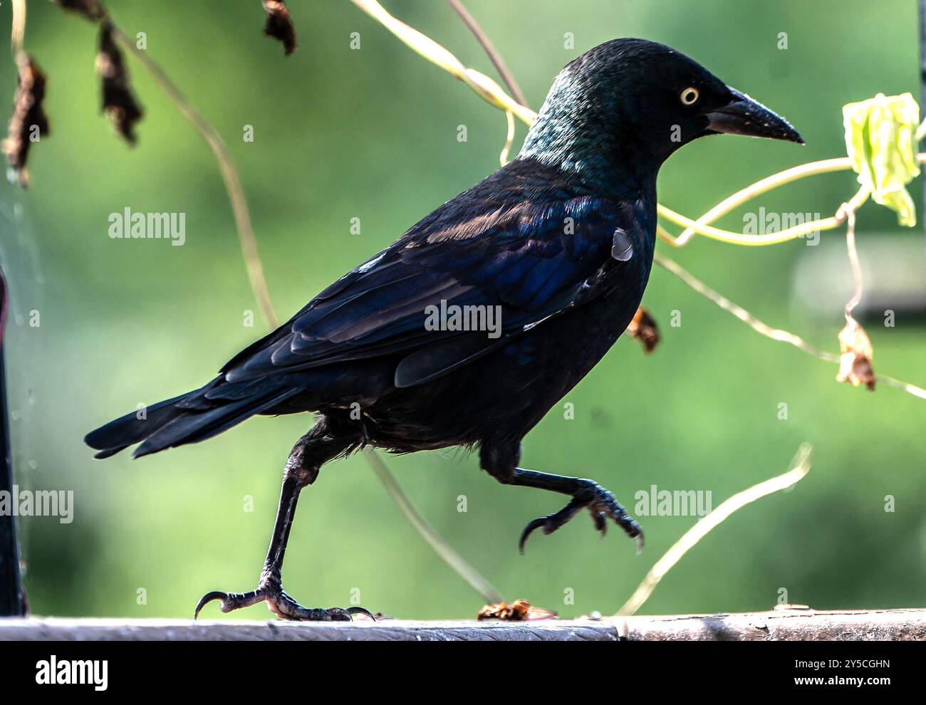 A Grackle goes for a stroll Stock Photo - Alamy