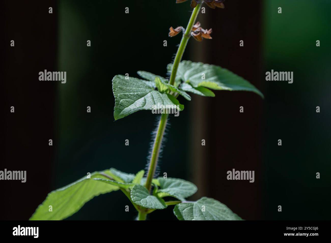 Leif veins hi-res stock photography and images - Alamy