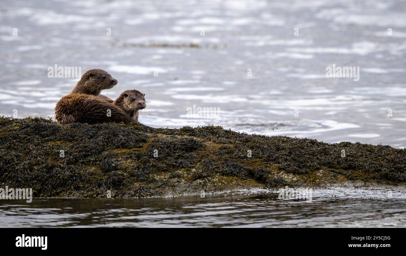 Otter on a Rock Stock Photo - Alamy