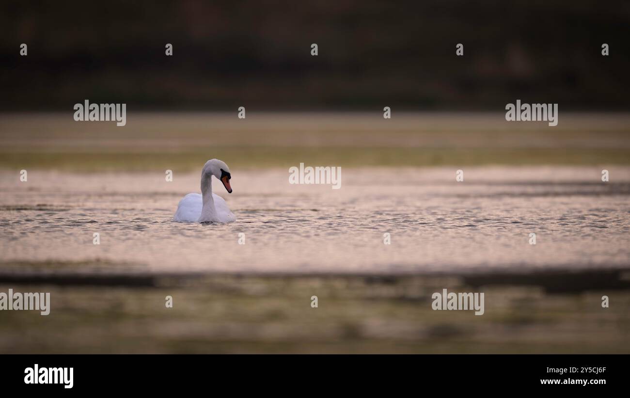 Swan on a Lake Stock Photo - Alamy