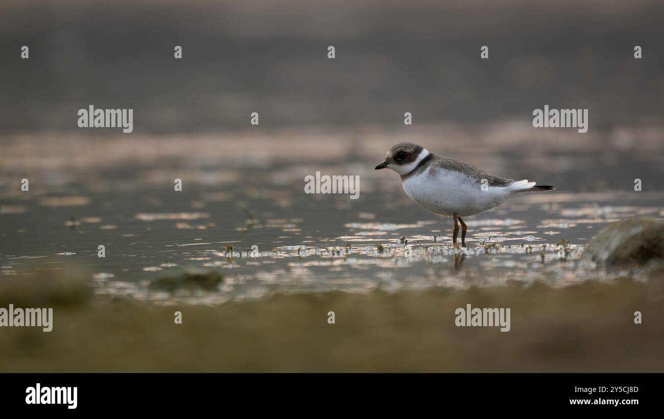 Ringed plover on waters edge hi-res stock photography and images - Alamy