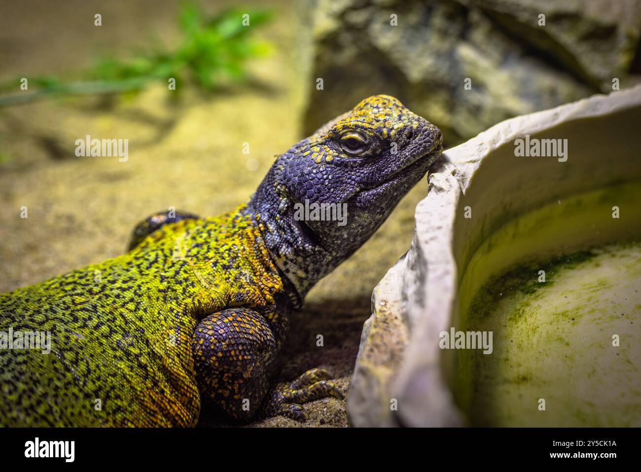 Green lizard chilling on a rock Stock Photo - Alamy