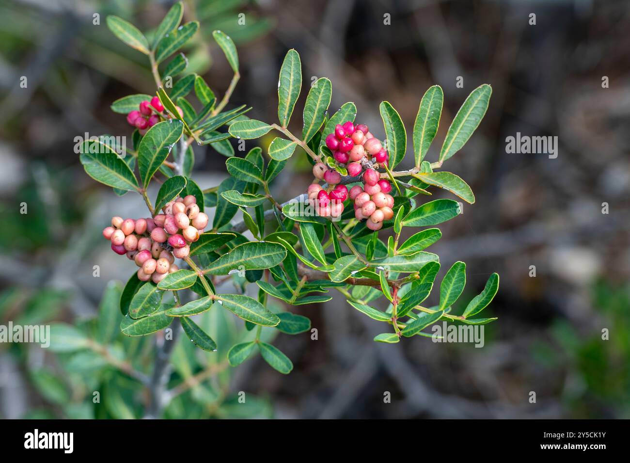 Mastic Tree 'Pistacia lentiscus' red and pink berries on Evergreen Tree ...