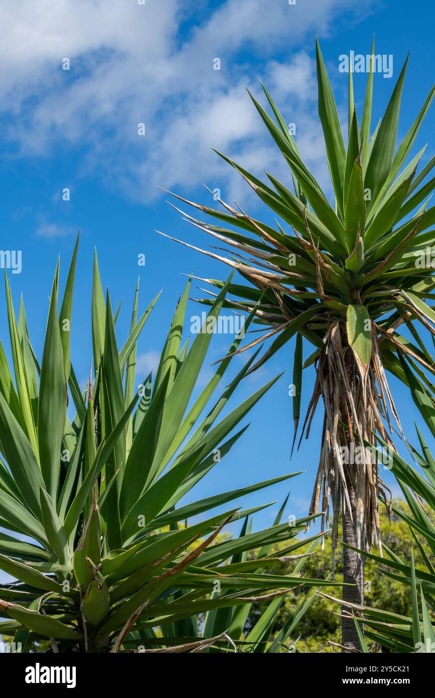 Spineless Yucca plant, Yucca elephantipes yucca gigantea against a blue ...