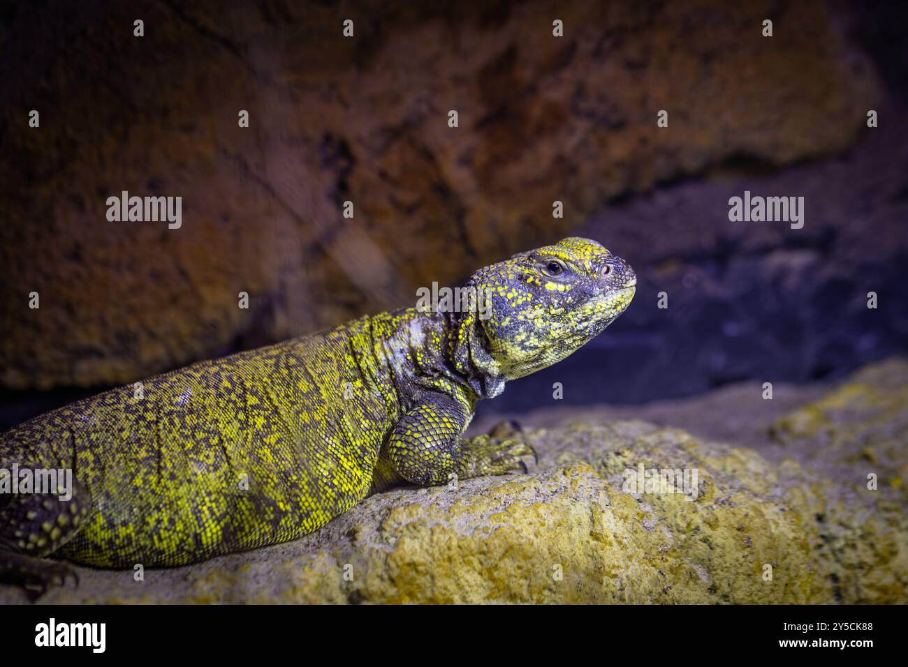 Green lizard chilling on a rock Stock Photo - Alamy
