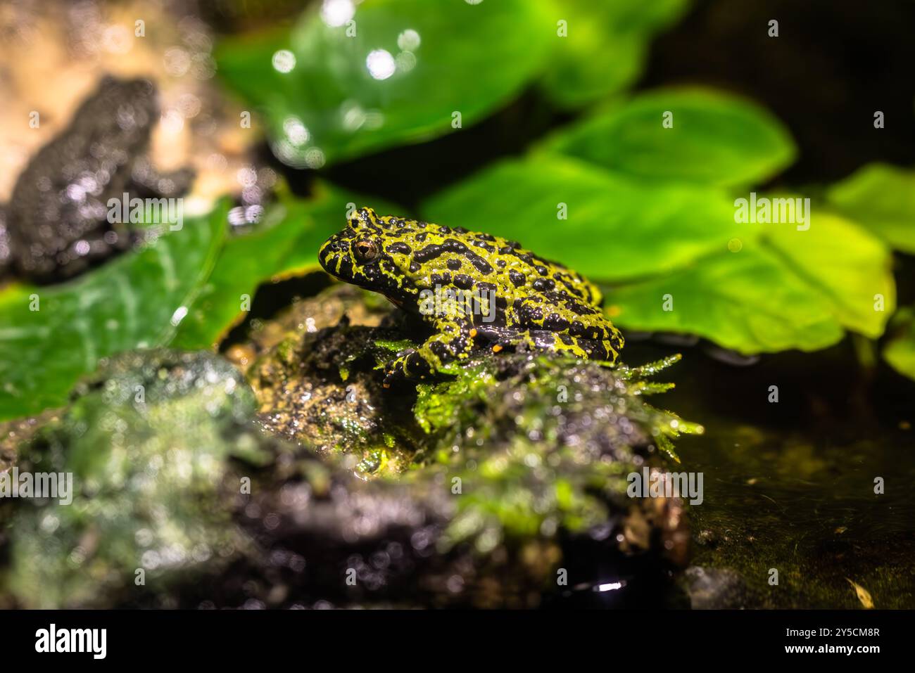Rainforest colorful jungle frog toad in its habitat Stock Photo - Alamy