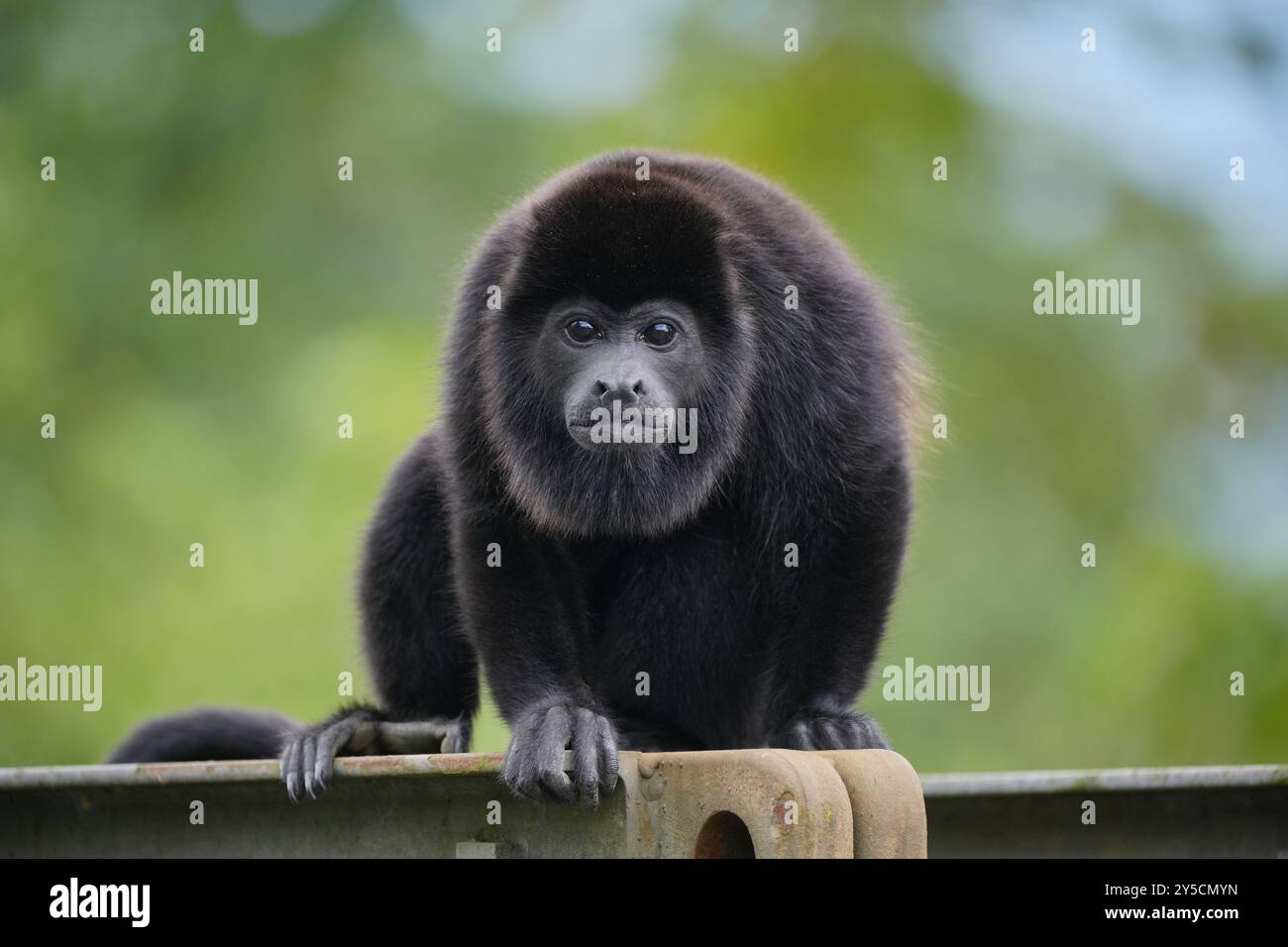 Howler Monkey of Costa Rica Stock Photo - Alamy