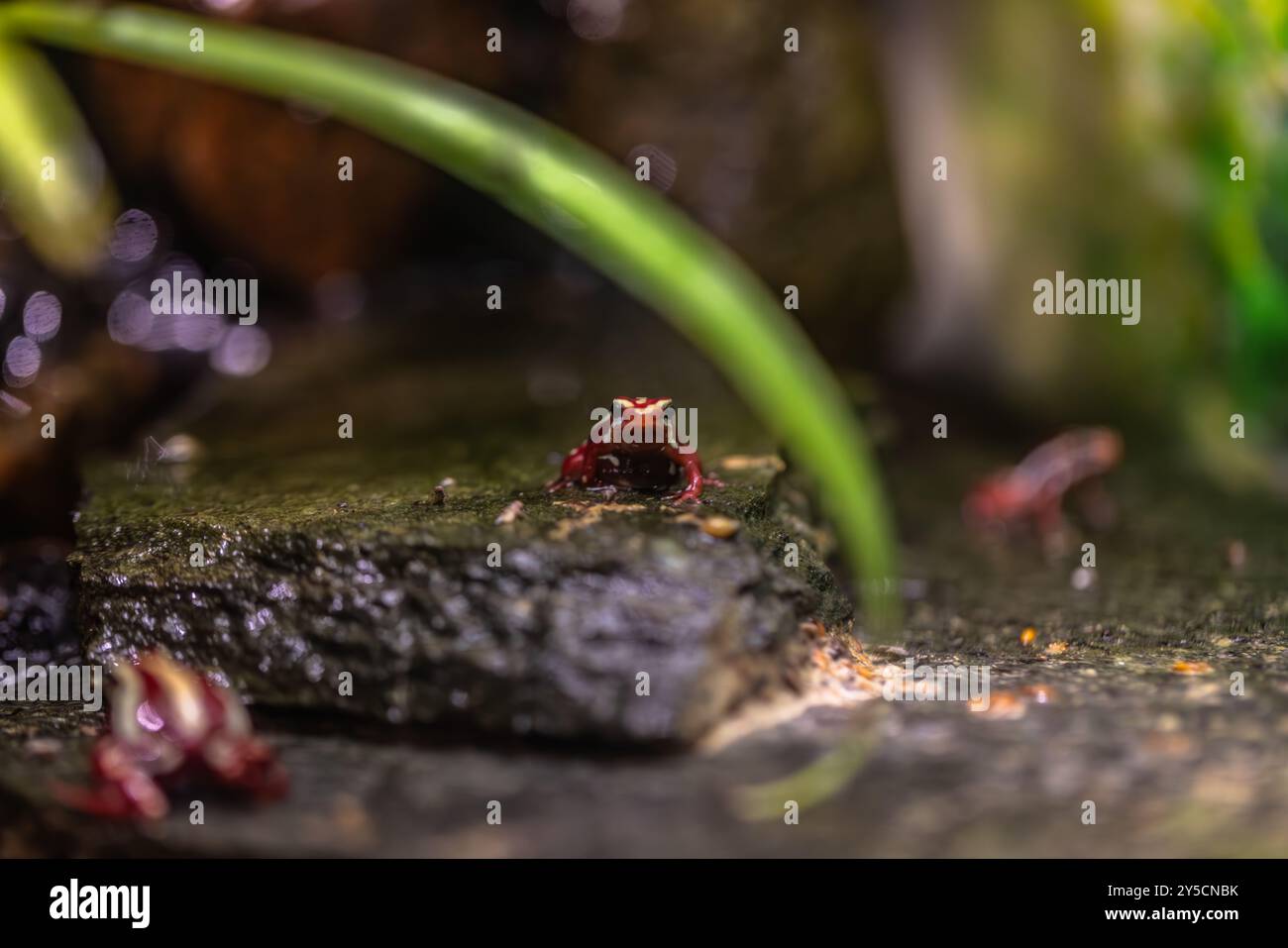 Rainforest colorful jungle frog toad in its habitat Stock Photo - Alamy