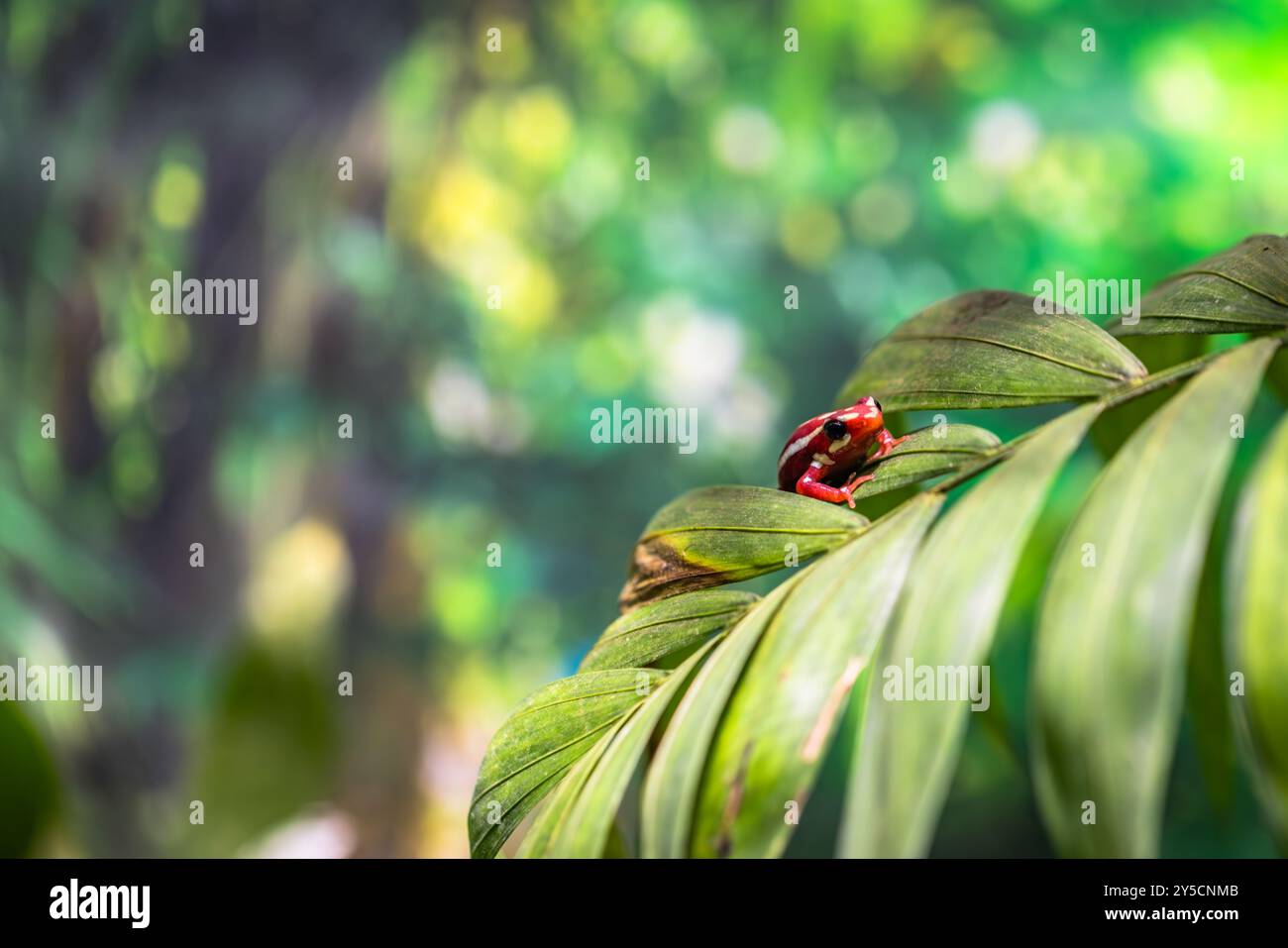Rainforest colorful jungle frog toad in its habitat Stock Photo - Alamy