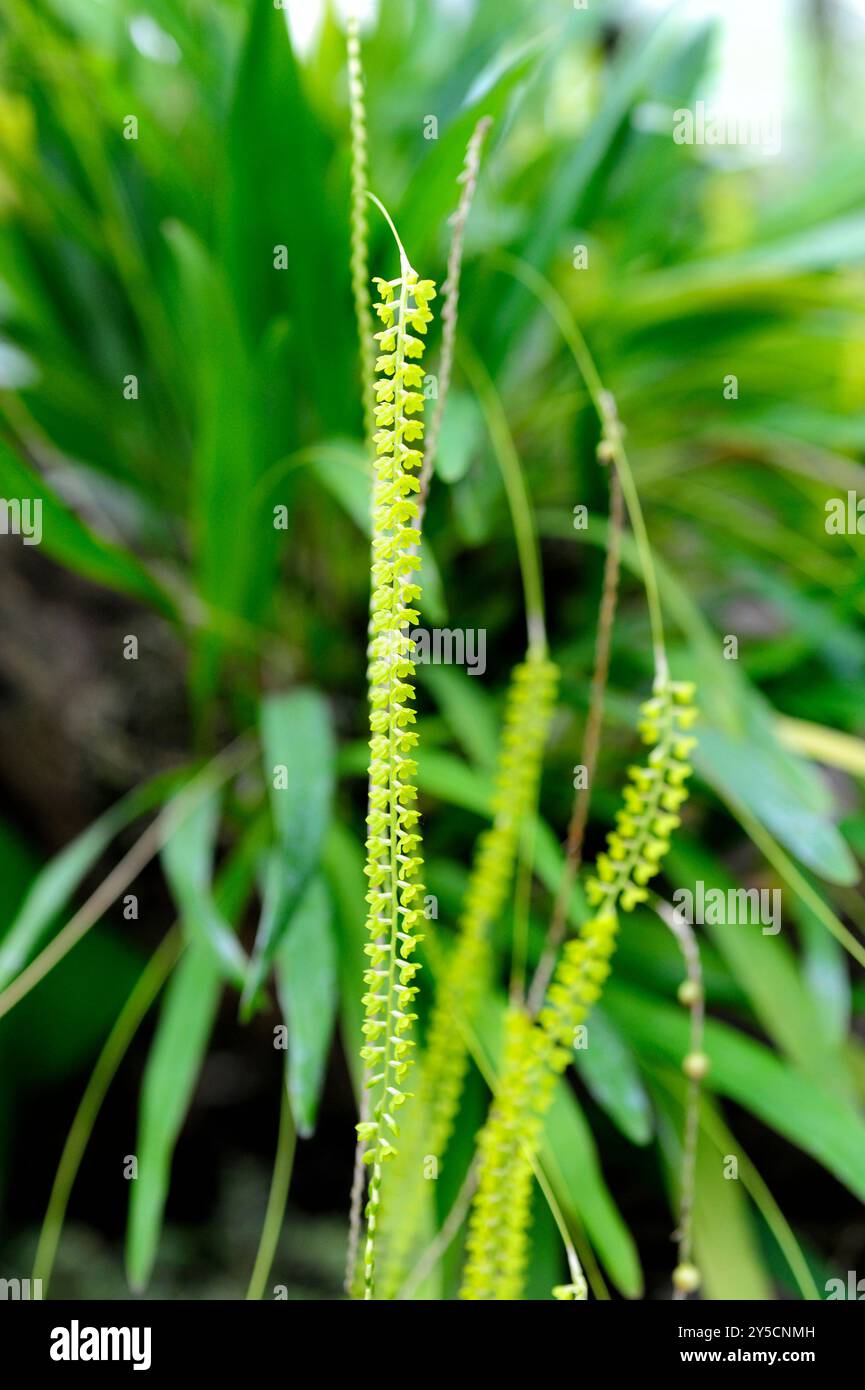 Golden chain orchid (Dendrochilum filiforme) is a perennial herb native ...