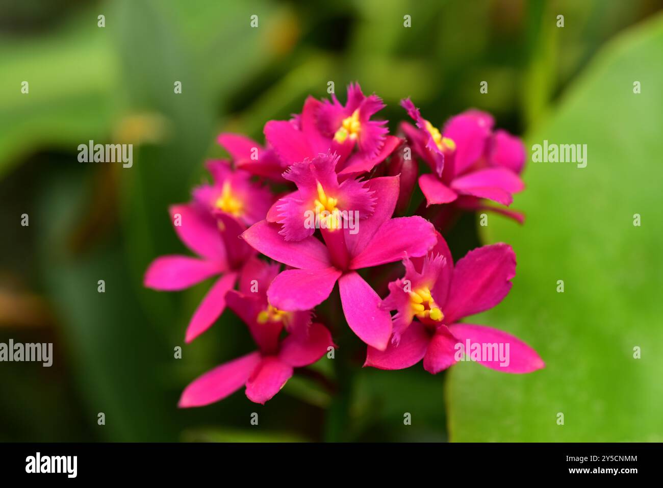Rainbow orchid (Epidendrum radicans) is a perennial herb native to ...
