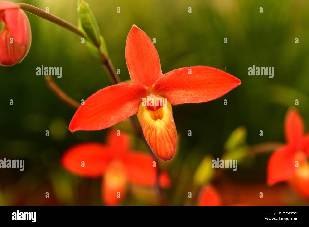 Phragmipedium besseae is a terrestrial orchid native to Andes, from ...