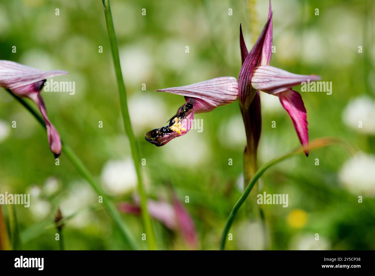 Tongue orchid (Serapias lingua) is a terrestrial orchid native to ...