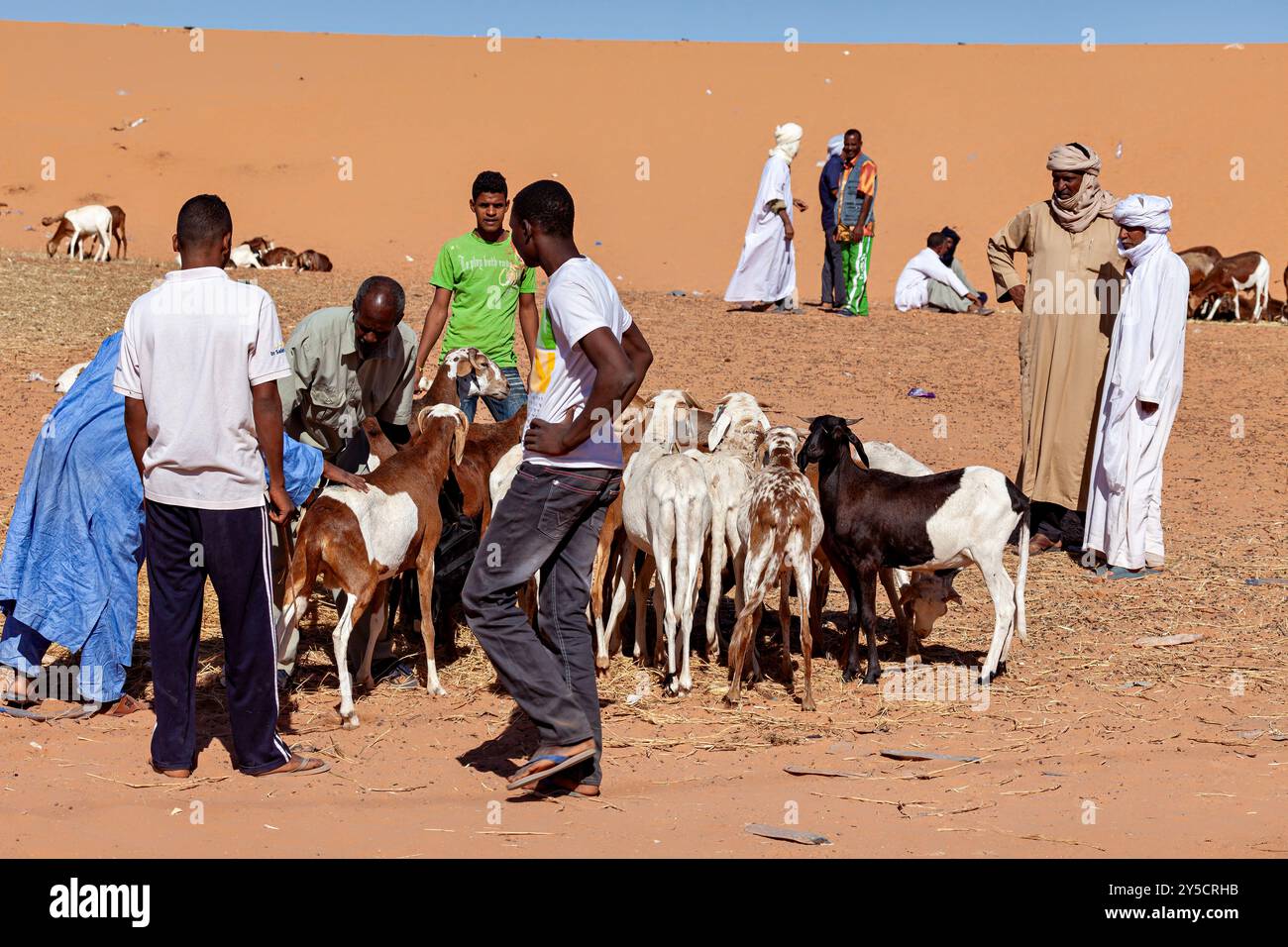 Tuareg at the Goat Market in the Sahara in Algeria Stock Photo - Alamy