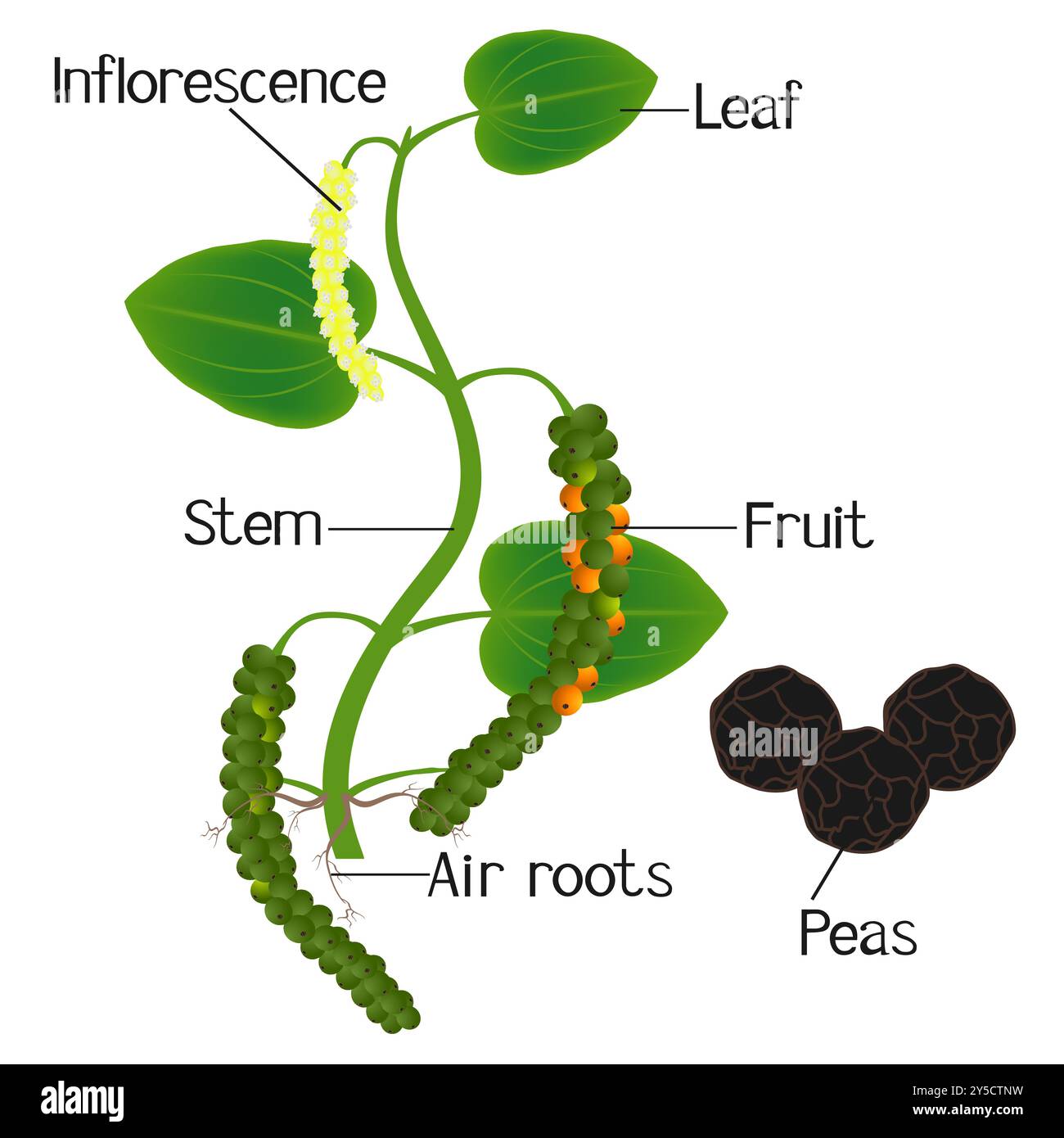 An illustration showing parts of a black pepper plant Stock Vector ...