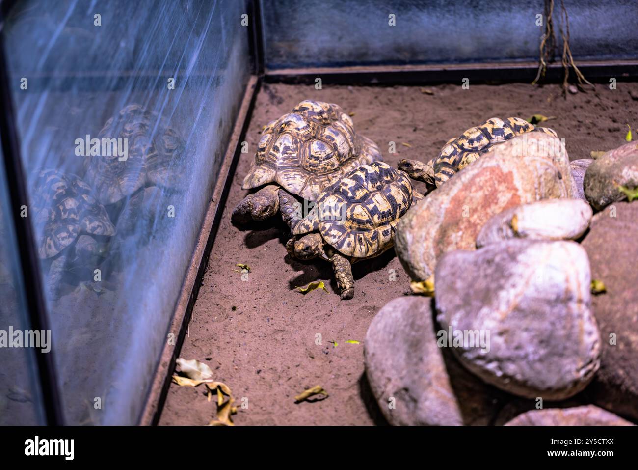 Land tortoise in captivity Stock Photo - Alamy