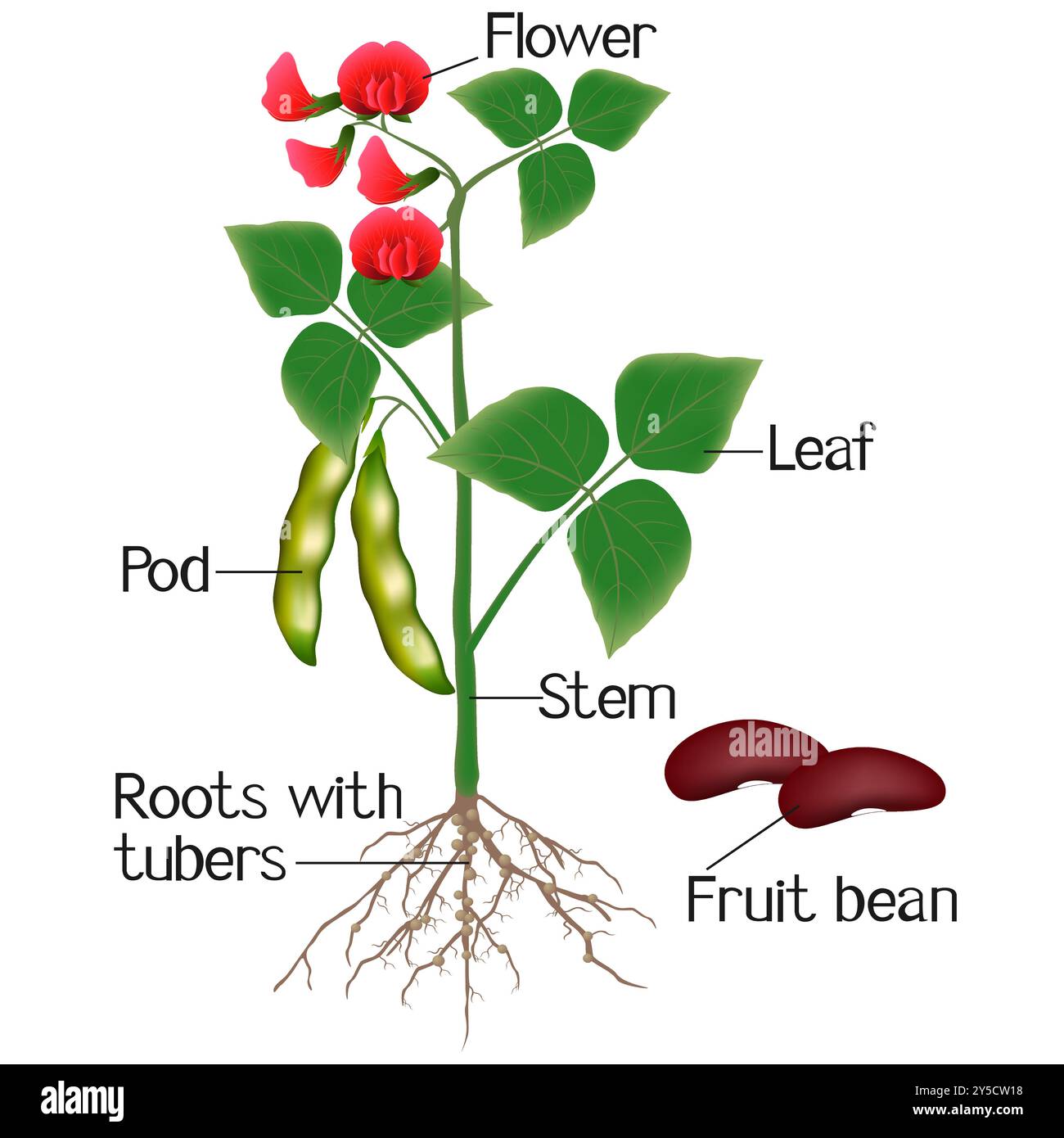 An illustration showing parts of a bean plant Stock Vector Image & Art ...