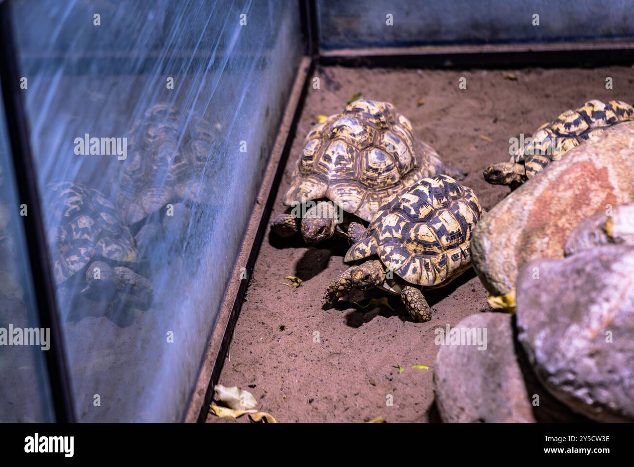 Land tortoise in captivity Stock Photo - Alamy