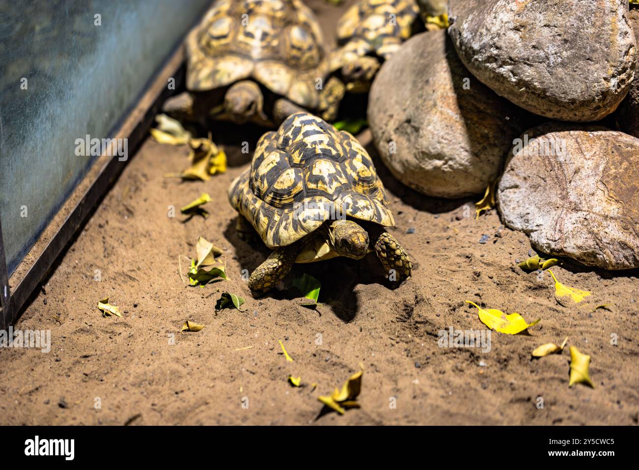 Land tortoise in captivity Stock Photo - Alamy