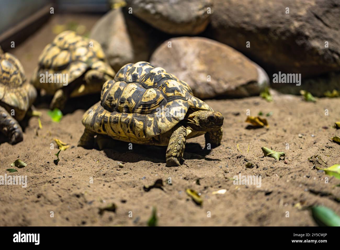Land tortoise in captivity Stock Photo - Alamy