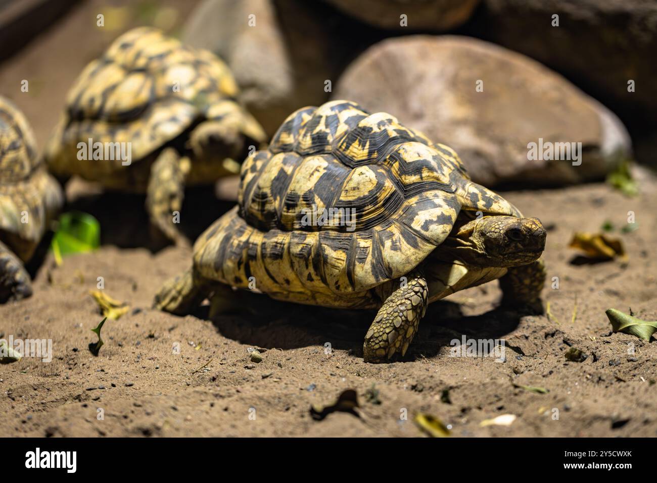 Land tortoise in captivity Stock Photo - Alamy