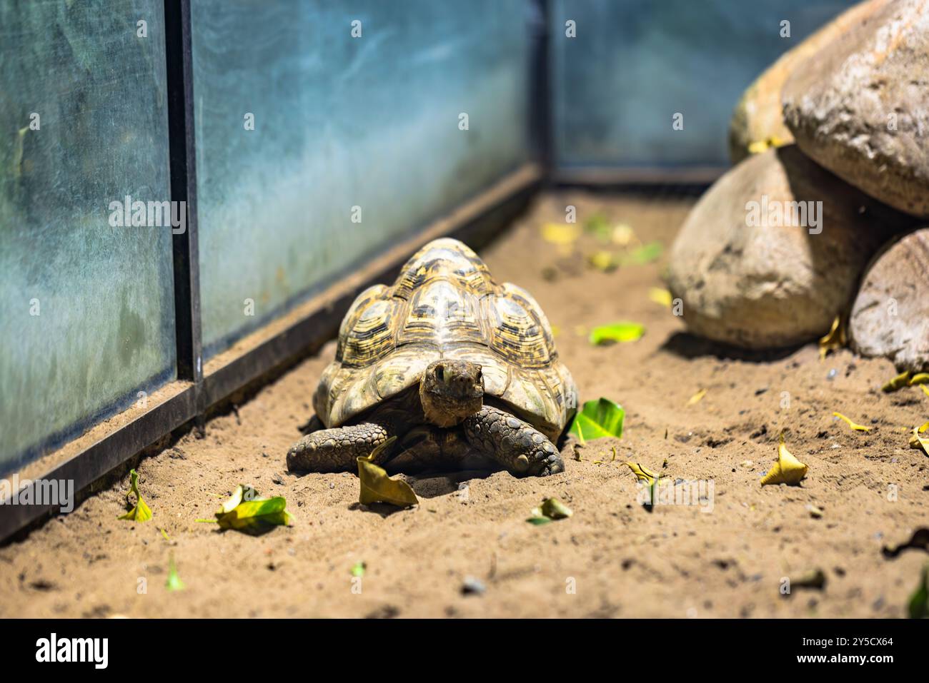 Land tortoise in captivity Stock Photo - Alamy