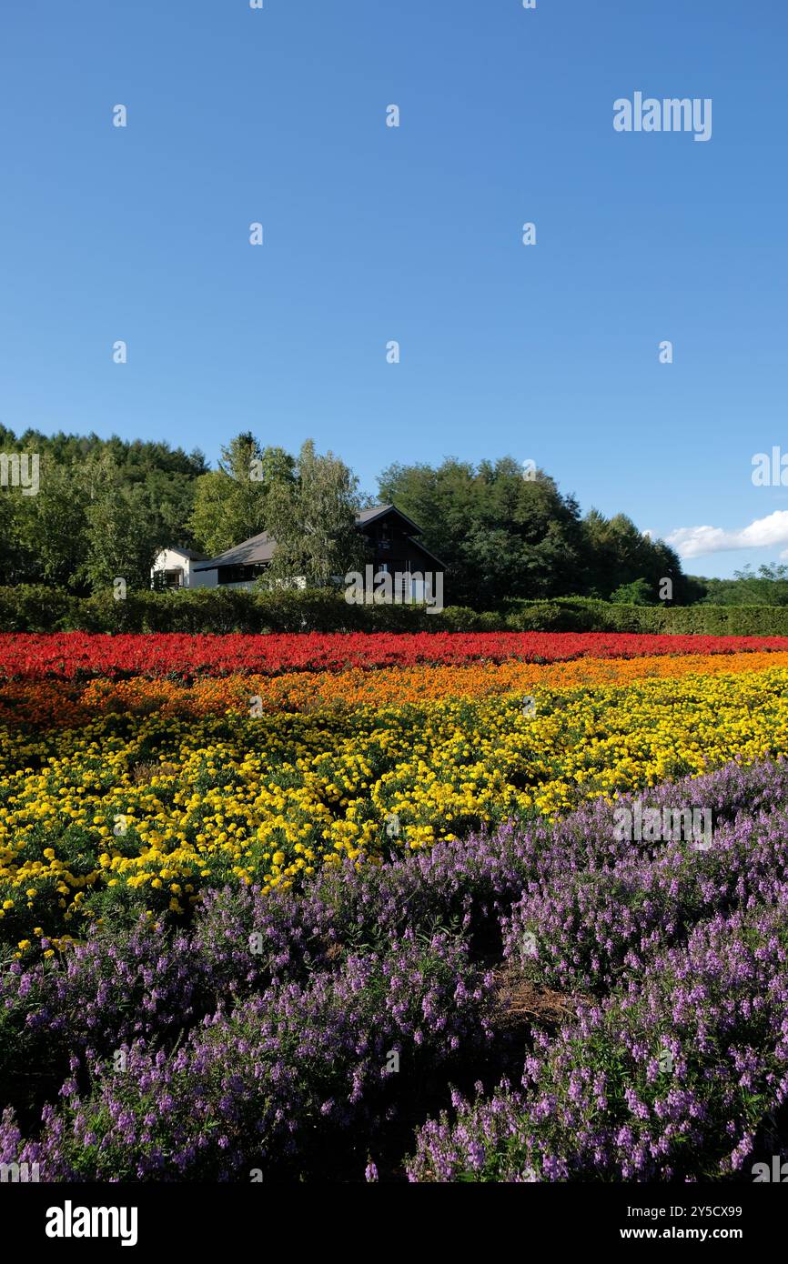 Flower blossom in Biei Furano Hokkaido Japan in September Stock Photo ...