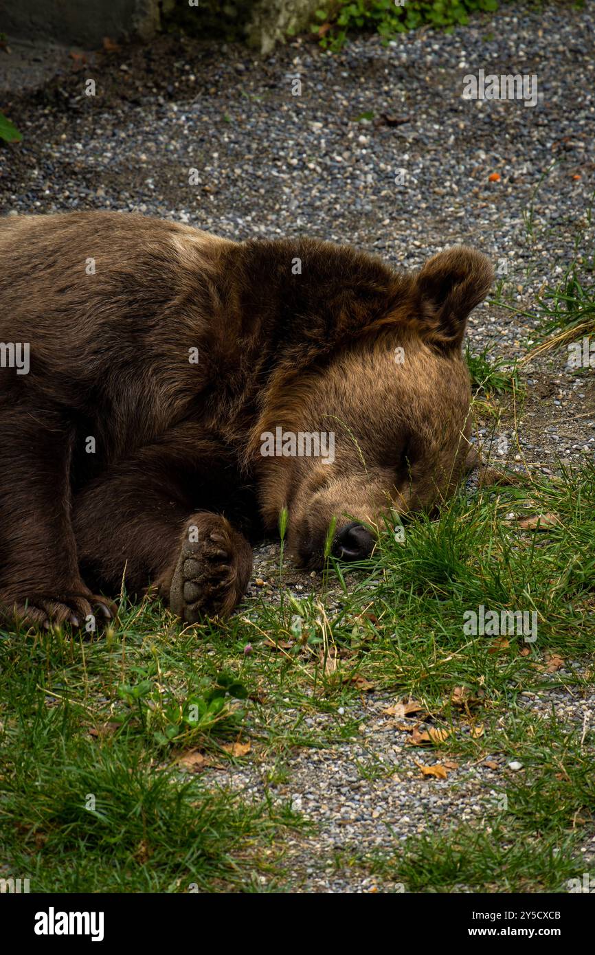 Bear in Bear Pit in Bern, Switzerland. Bear is a symbol of Bern city ...