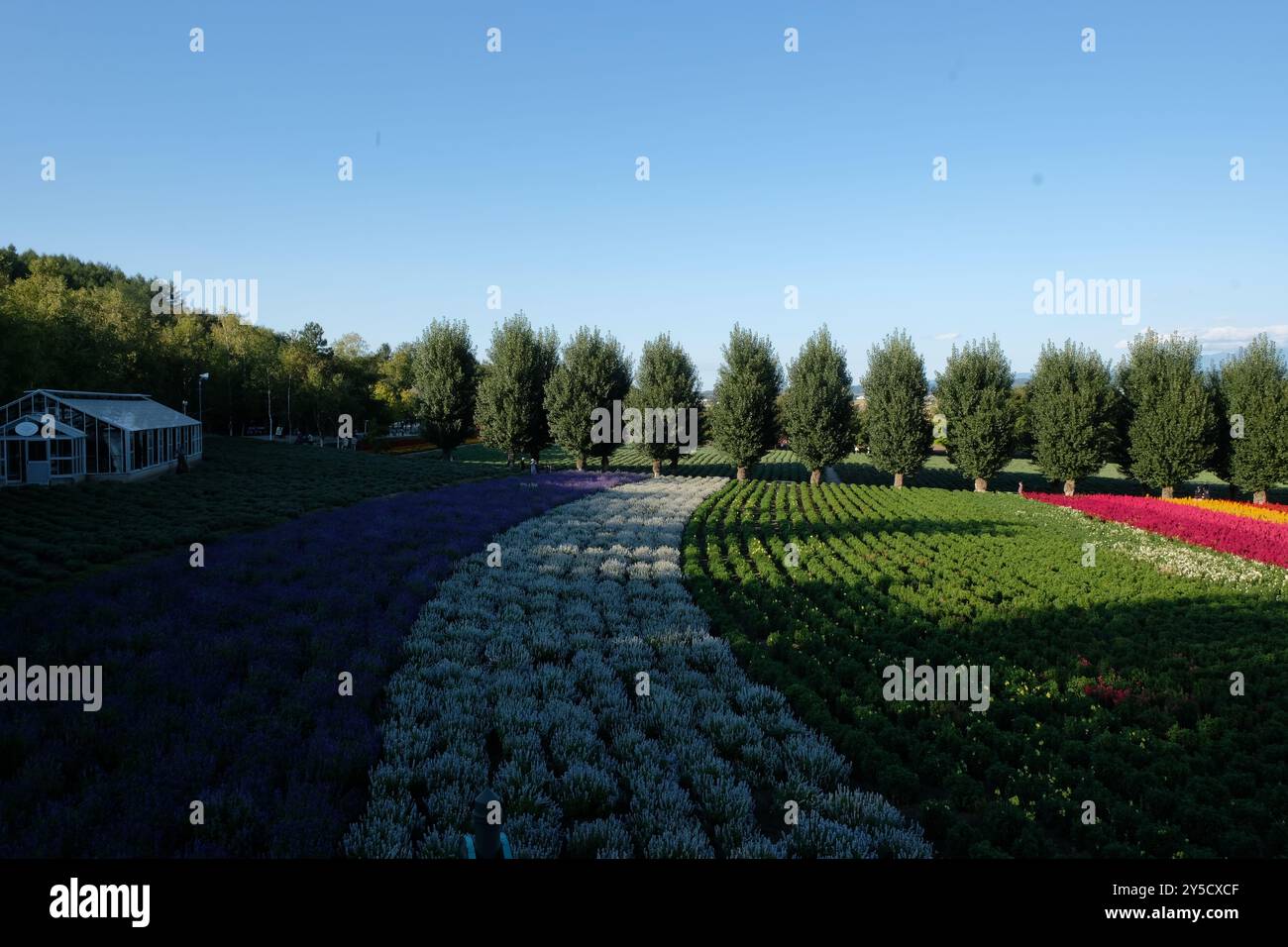 Flower blossom in Biei Furano Hokkaido Japan in September Stock Photo ...