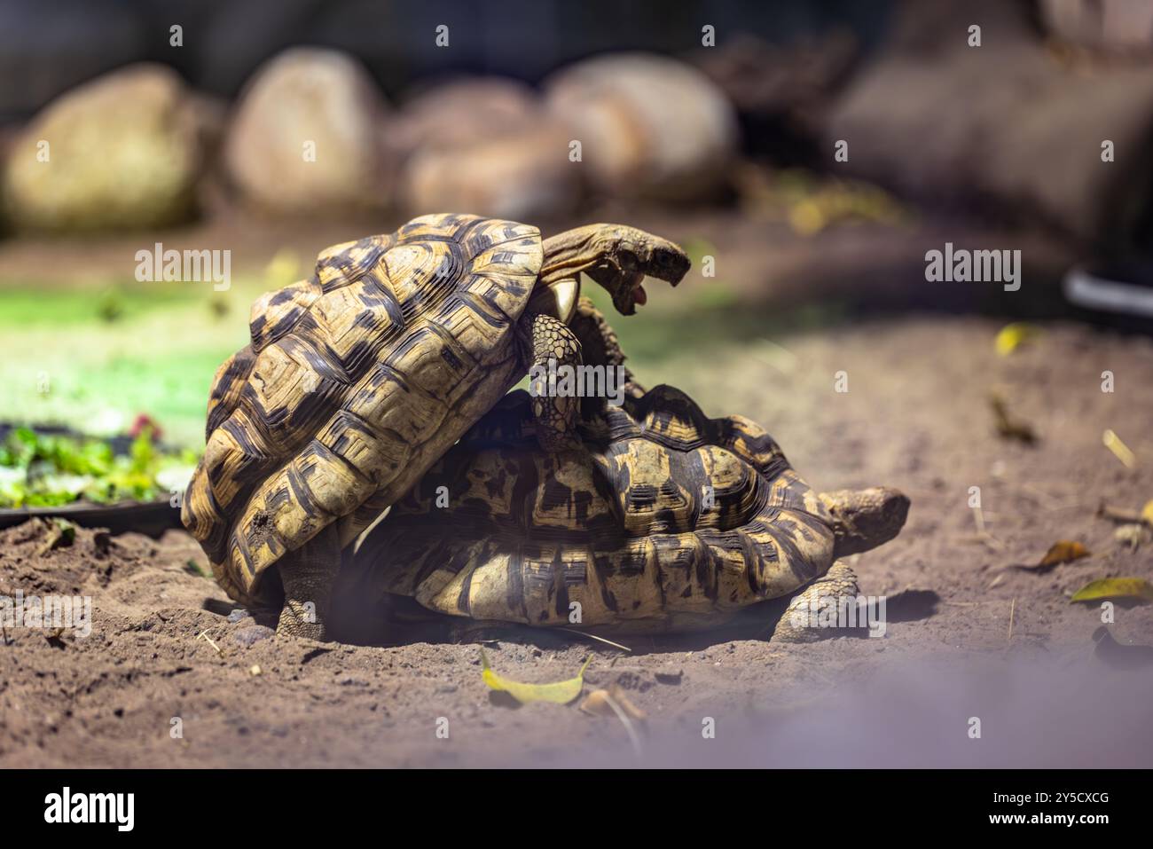 Land tortoise mating in captivity Stock Photo - Alamy