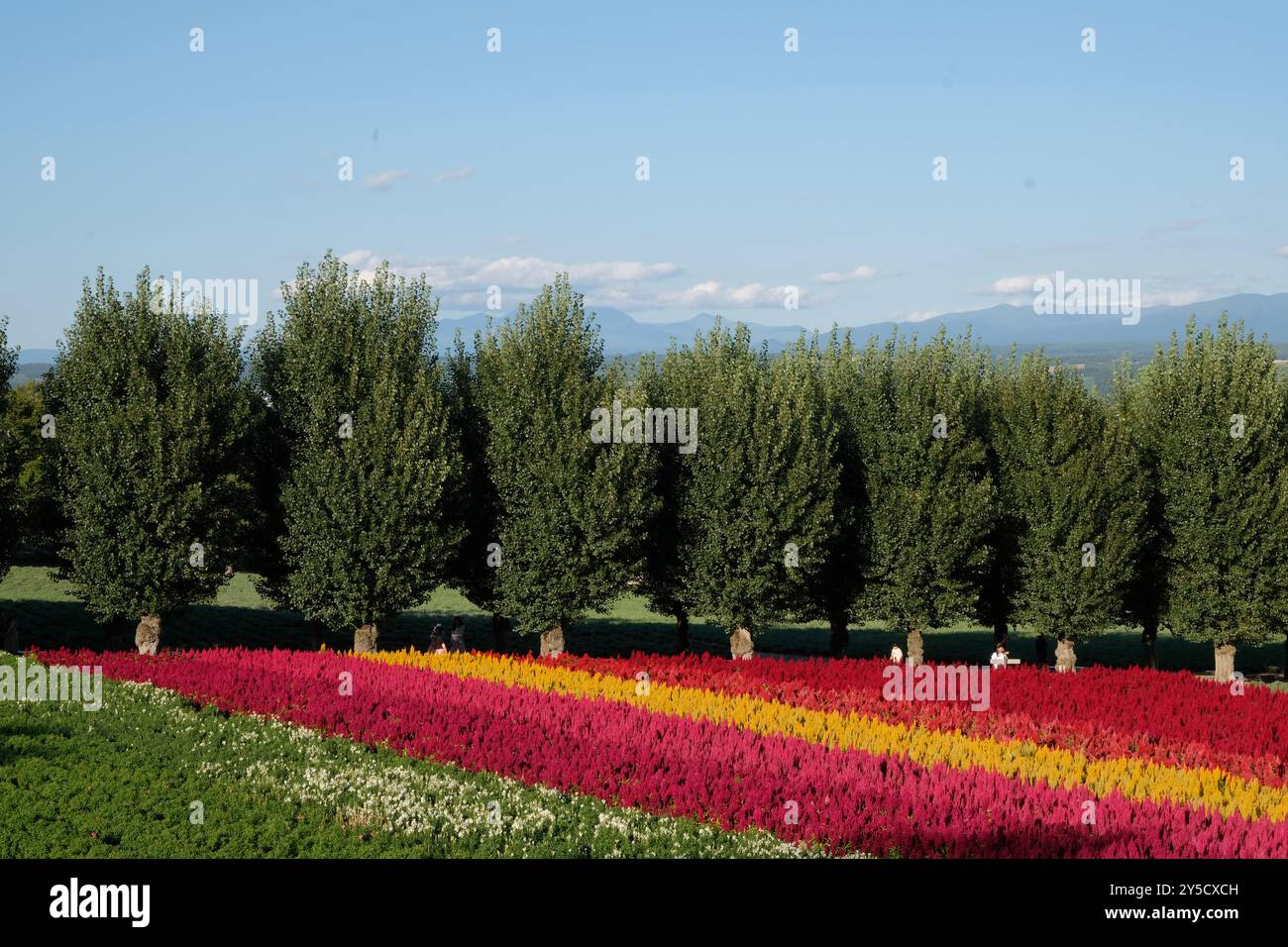 Flower blossom in Biei Furano Hokkaido Japan in September Stock Photo ...