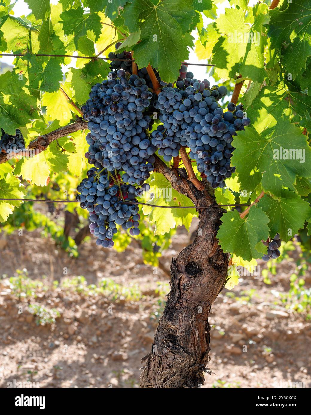 Cannonau grapes. Ripe bunches of black grapes among the branches of the ...