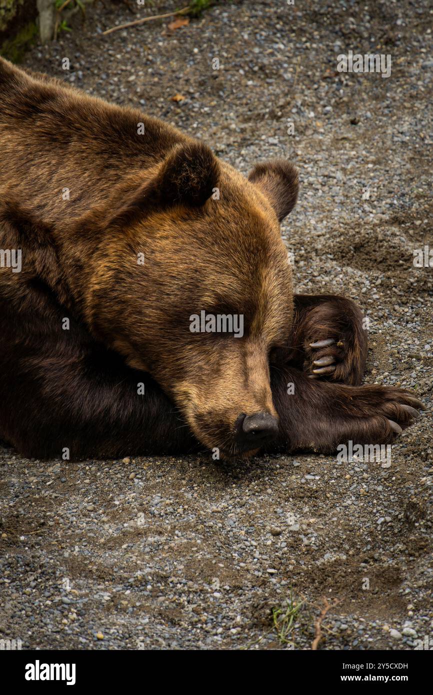Bear in Bear Pit in Bern, Switzerland. Bear is a symbol of Bern city ...