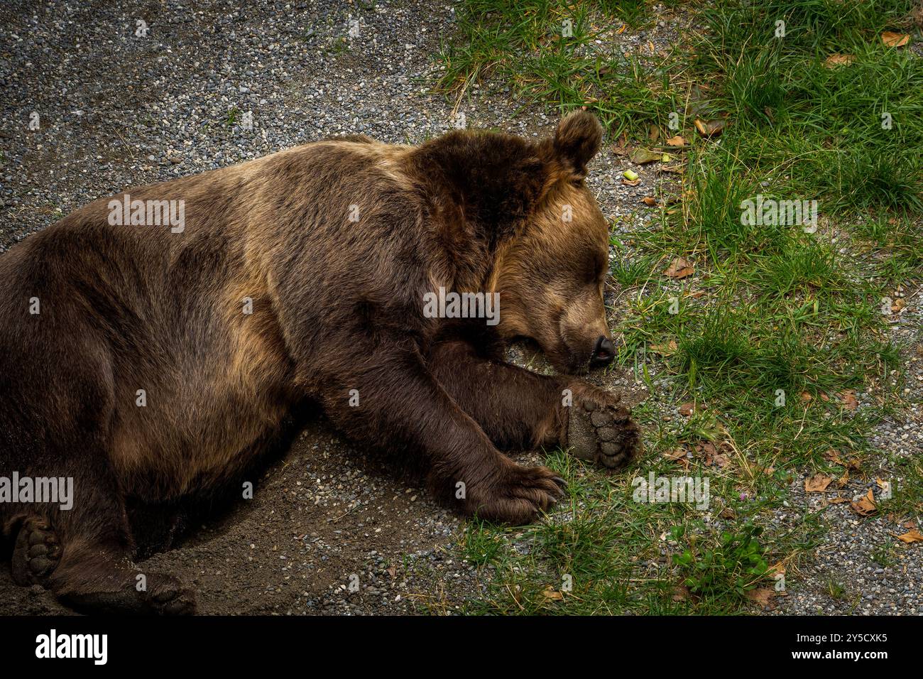Bear in Bear Pit in Bern, Switzerland. Bear is a symbol of Bern city ...