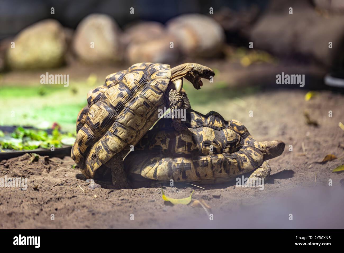 Land tortoise mating in captivity Stock Photo - Alamy