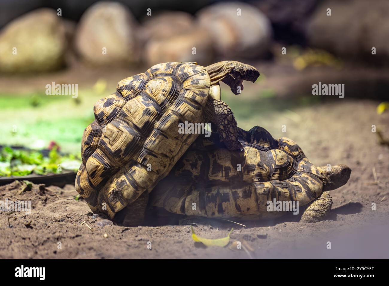 Land tortoise mating in captivity Stock Photo - Alamy
