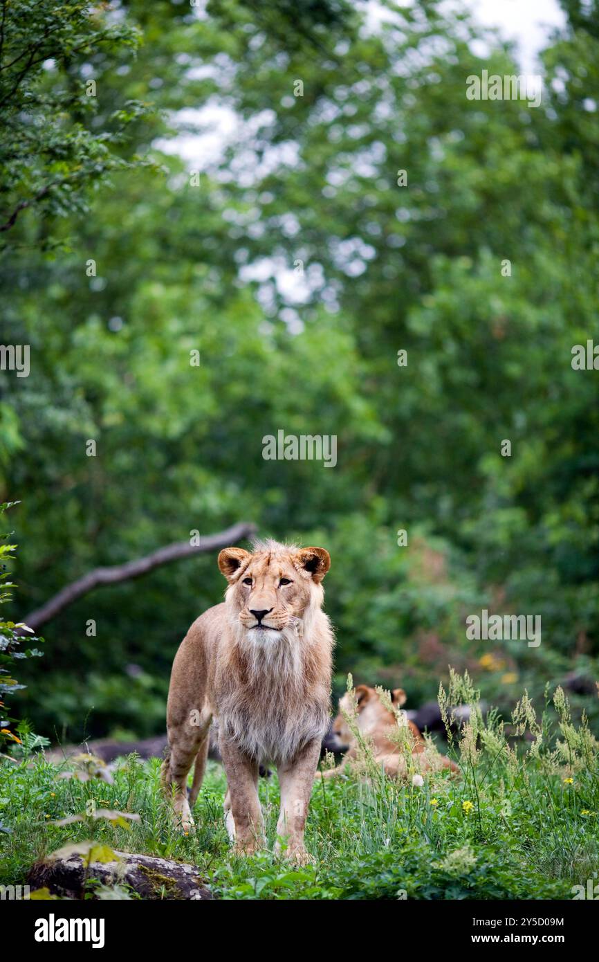 A young lion stands proudly among greenery at Berlin Zoo, showcasing ...