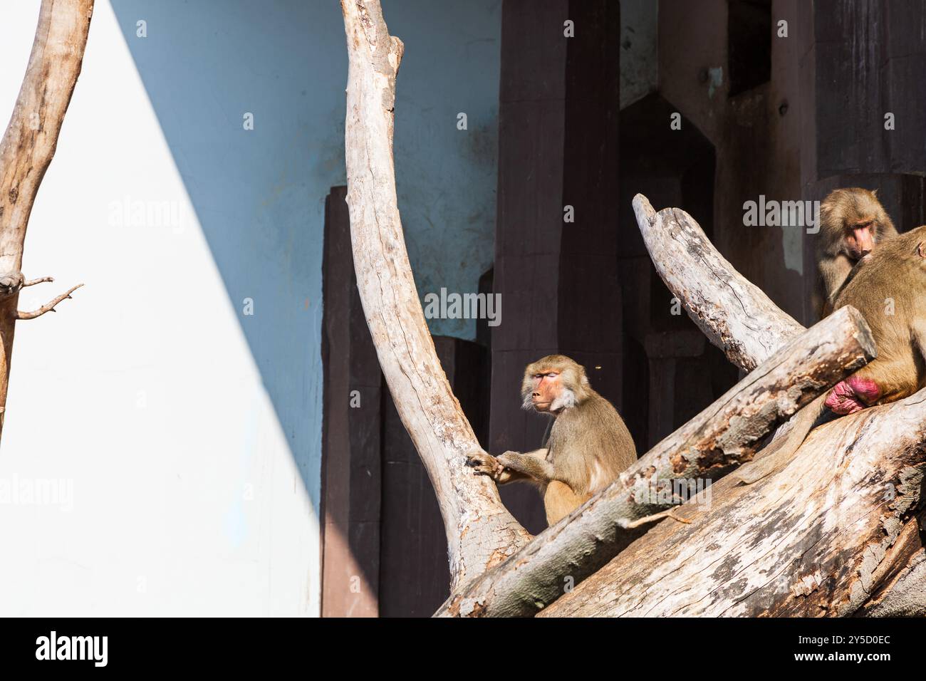 Group of funny monkeys in a zoo. High quality photo Stock Photo - Alamy