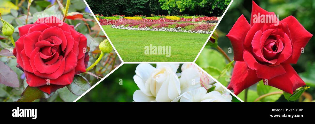 Colorful collage of roses flowers and garden. Wide photo Stock Photo ...