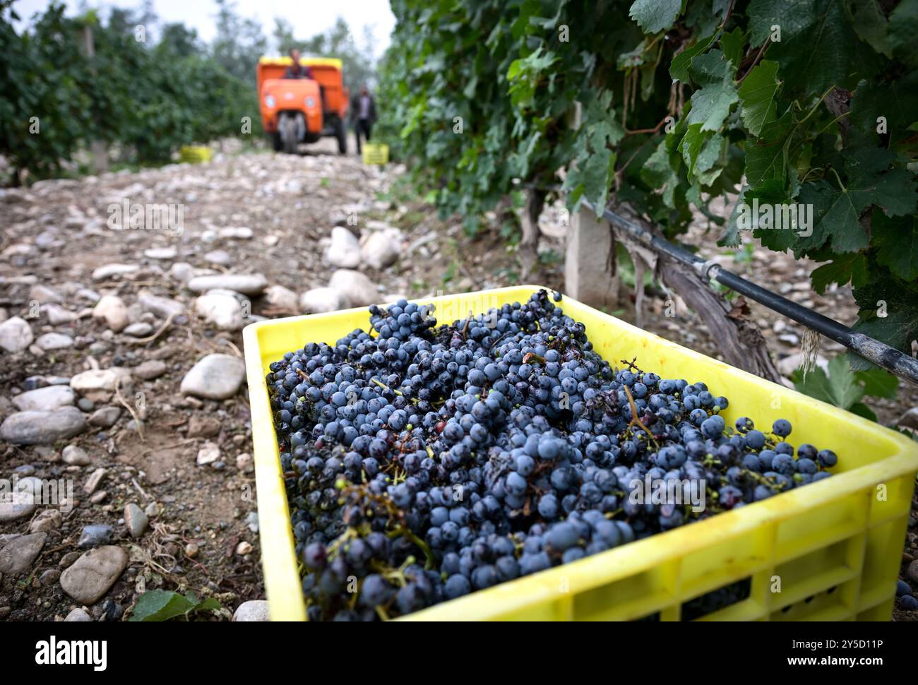 Yinchuan. 19th Sep, 2024. Freshly-harvested grapes are pictured in a ...