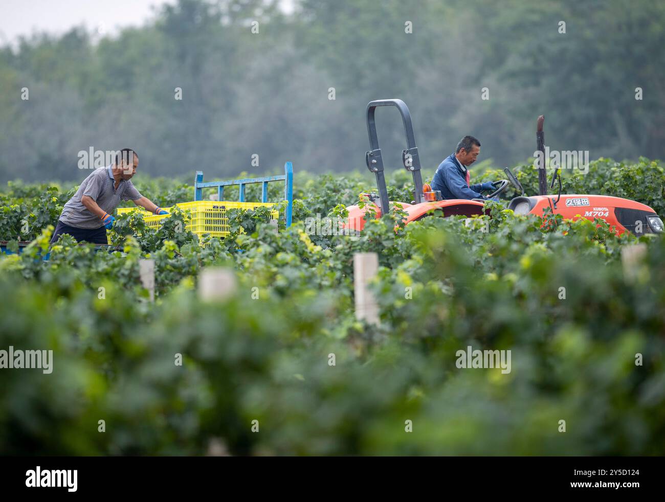 Yinchuan. 19th Sep, 2024. Farmers transport harvested grapes in a ...