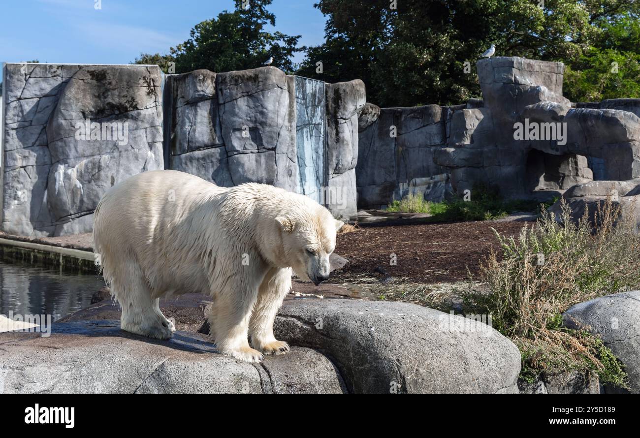 A beautiful and big polar bear stands on rocks Stock Photo - Alamy