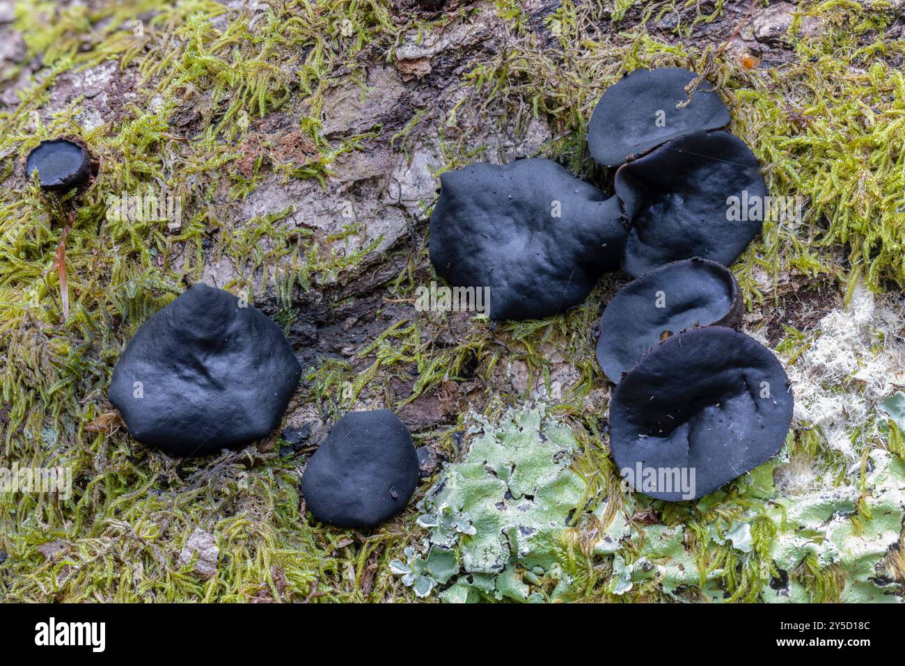Black Bulgar fungus, Bulgaria inquinans,growing on a dead ash, Horner ...