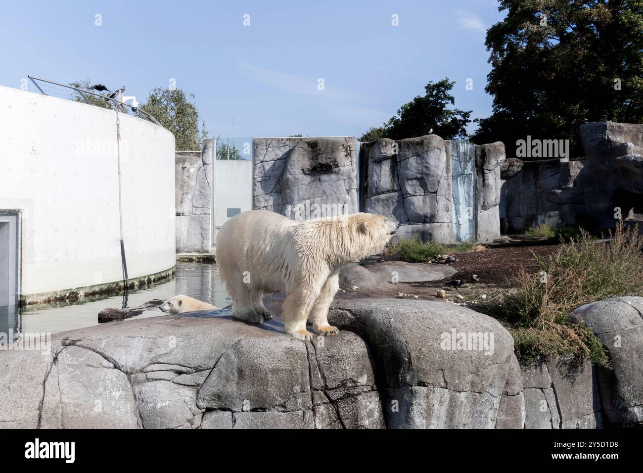 A beautiful and big polar bear stands on rocks Stock Photo - Alamy
