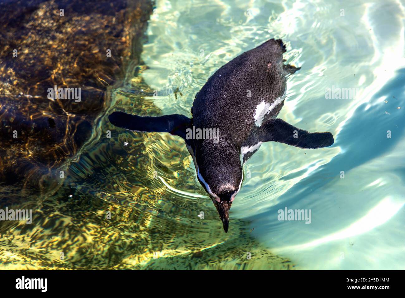 Cute penguin swimming in water. High quality photo Stock Photo - Alamy