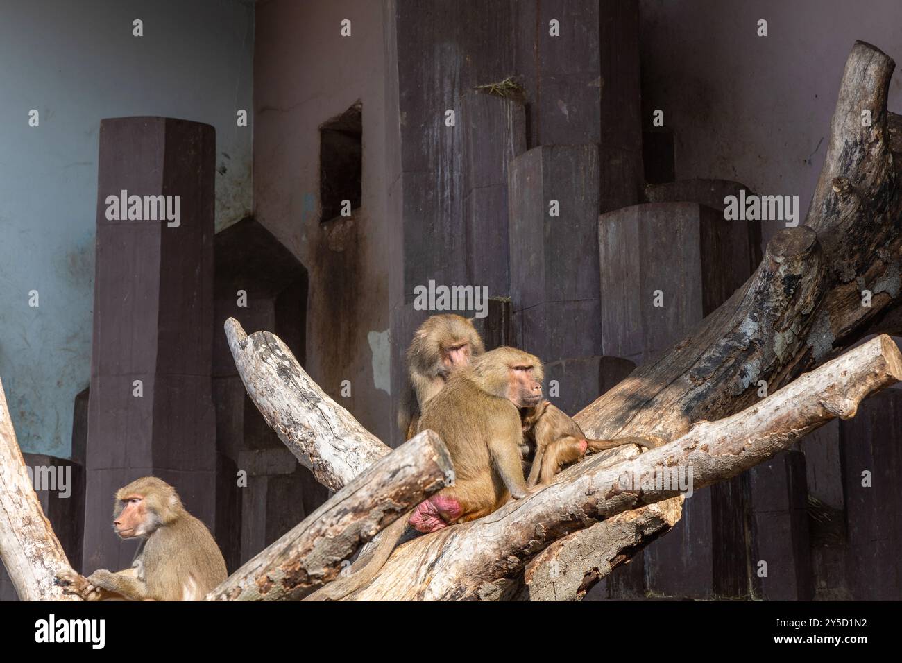 Group of funny monkeys in a zoo. High quality photo Stock Photo - Alamy
