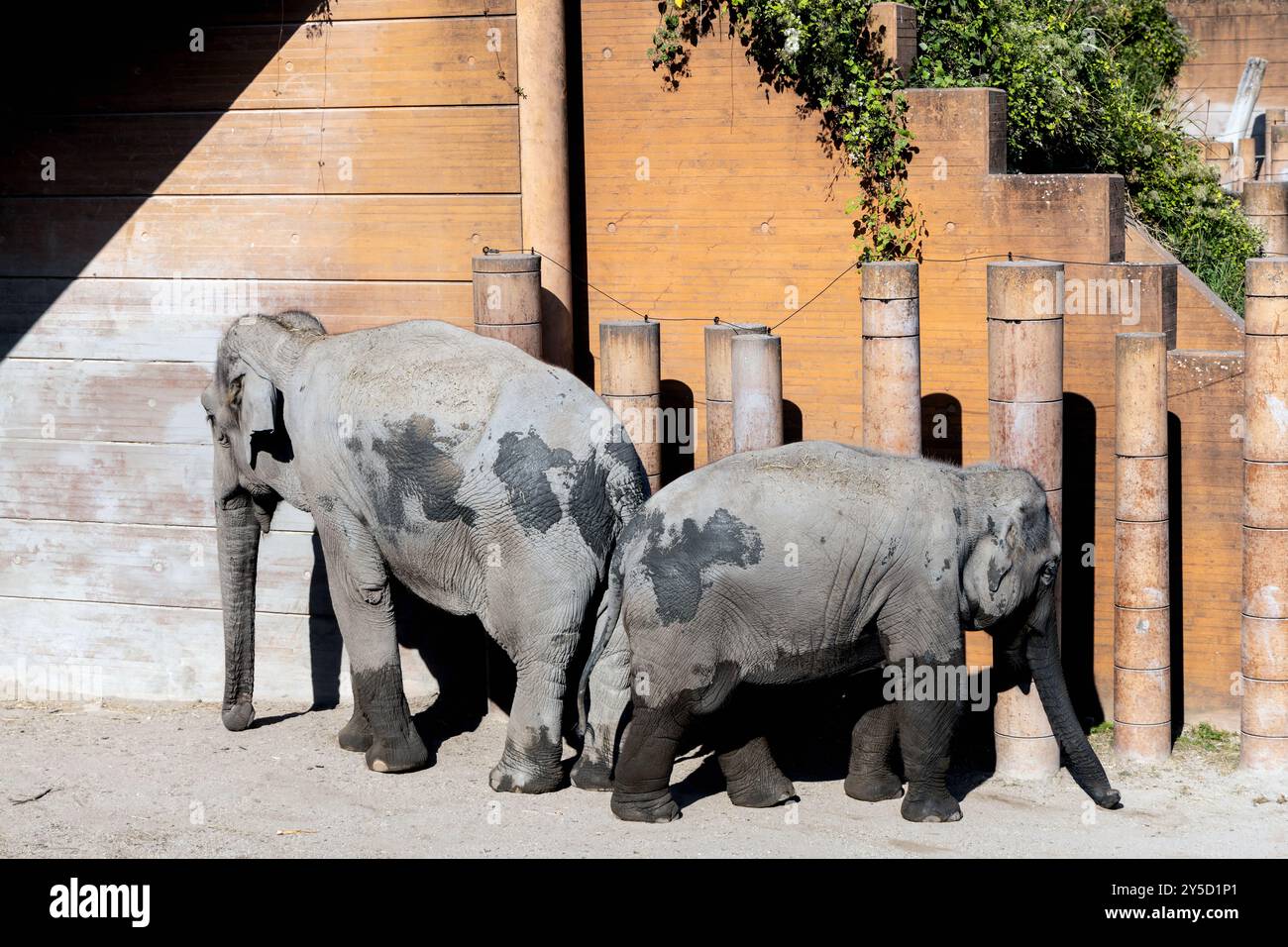 Copenhagen zoo two elephants hi-res stock photography and images - Alamy